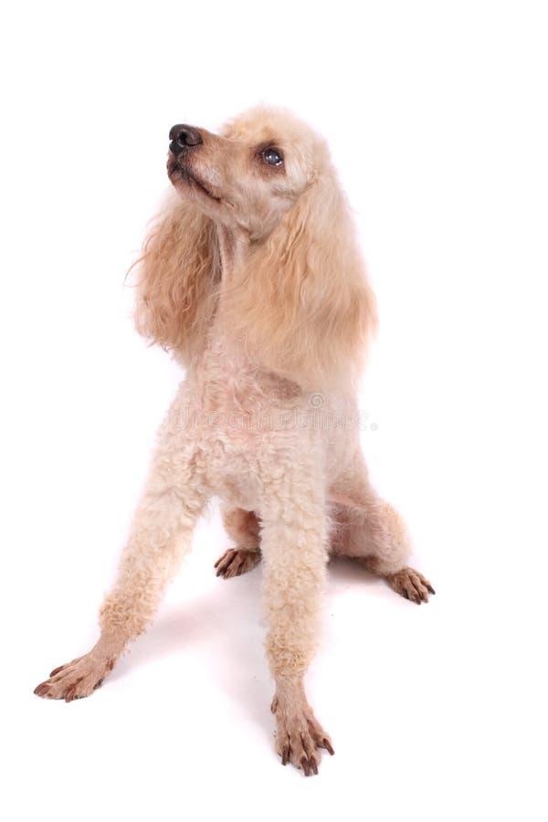 Growling Dog stock image. Image of rage, cute, poodle - 20480903