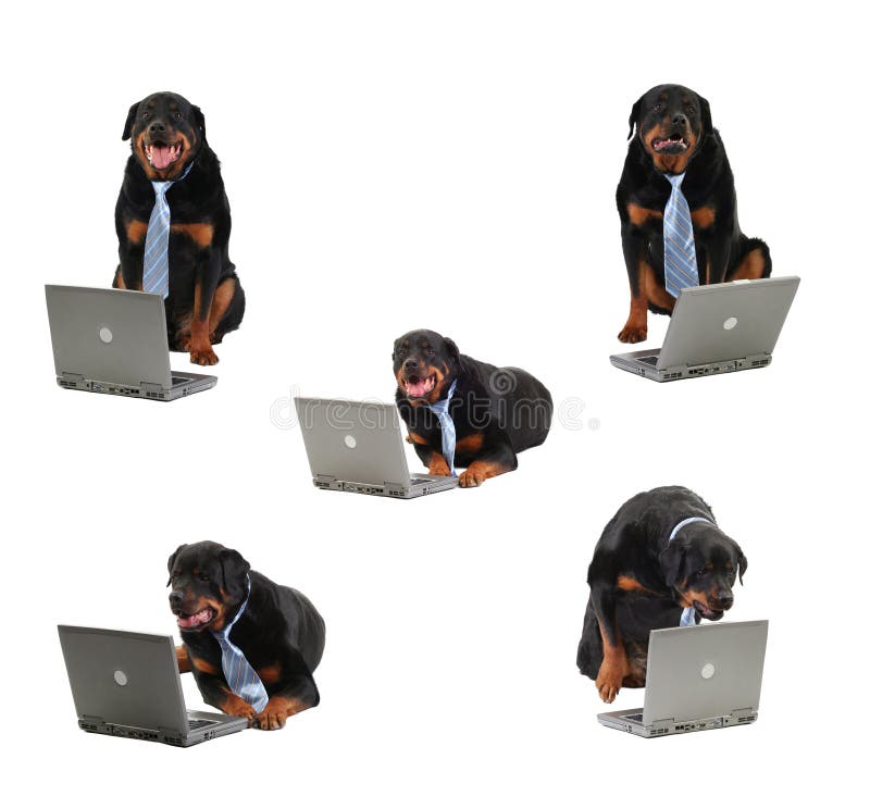 Dog stock photo. Image of keyboard, noble, isolated, computer - 3421188