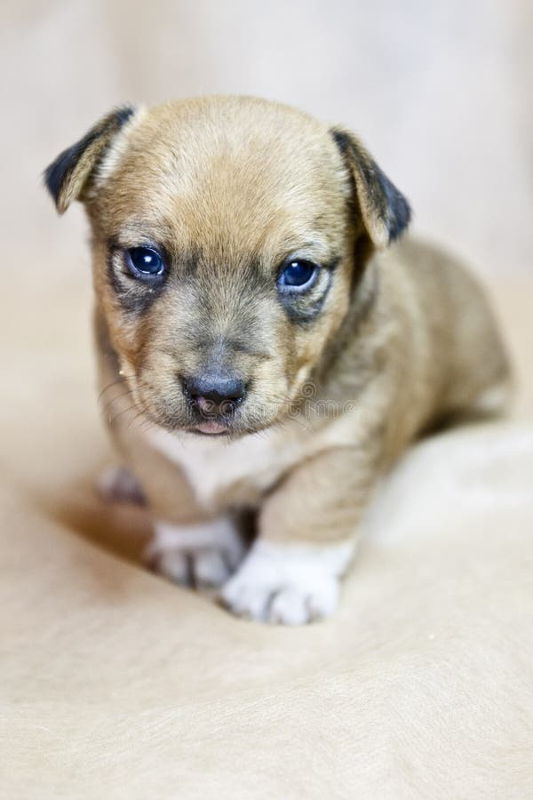 Dog1 foto de archivo. Imagen de perro, listo, corteza - 35353654