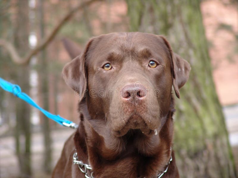 Dog stock photo. Image of warm, brown, watching, relaxing - 3593356
