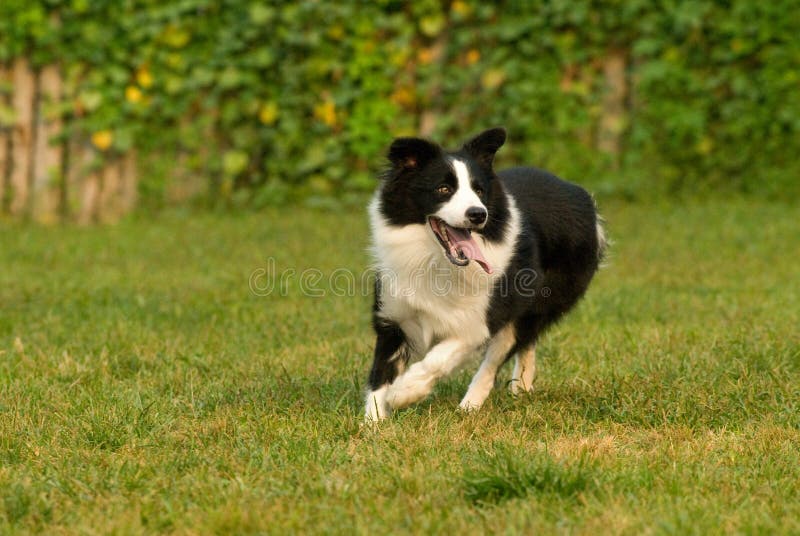 Sheep dog running. stock image. Image of nature, pets, collies - 335665