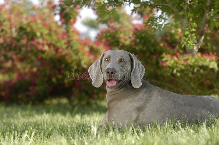 1,302 Hot Dog Dogs Breed Stock Photos - Free & Royalty-Free Stock ...