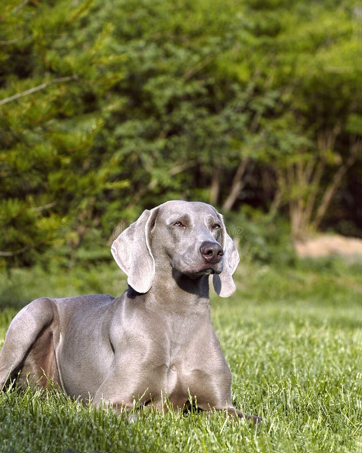 Beautiful Adult Male Weimaraner Dog Stock Photo - Image of mammal ...