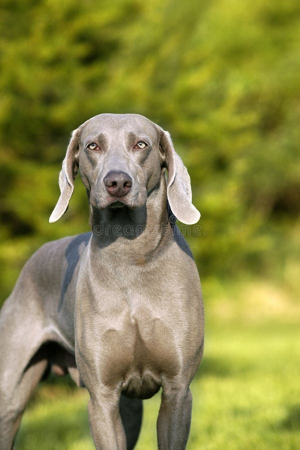 5,444 Dog Looking Forward Stock Photos - Free & Royalty-Free Stock ...