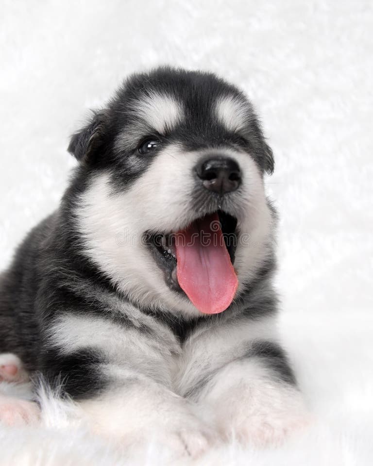 21,324 Happy Sad Dog Stock Photos - Free & Royalty-Free Stock Photos ...