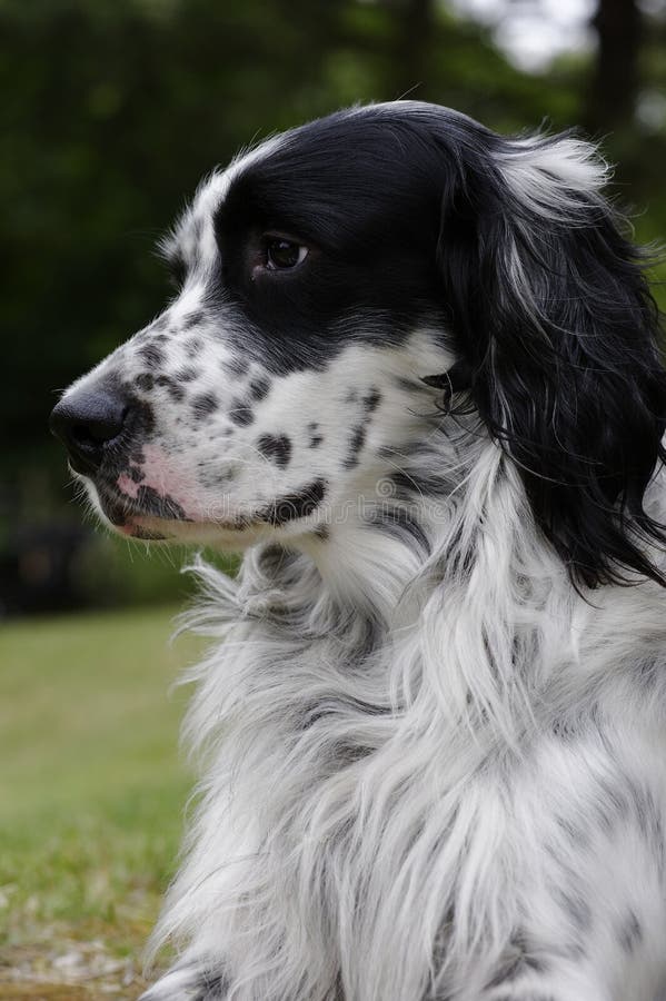 697 English Setter Black White Stock Photos - Free & Royalty-Free Stock ...