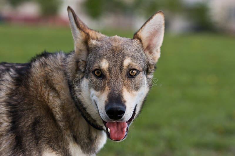 Wicked dog stock photo. Image of risk, portrait, assault - 15240536