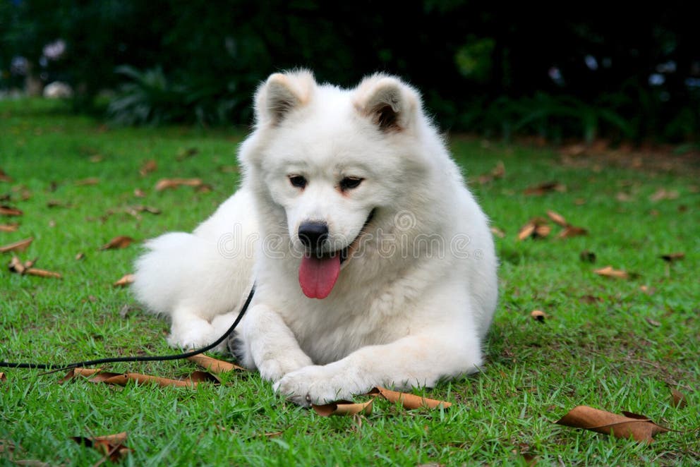 Dog stock photo. Image of gazing, pulk, polar, carnivorous - 5795174