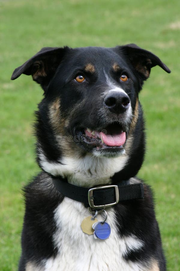 Koli Dog Expecting a Command Stock Photo - Image of koli, ready: 14519348