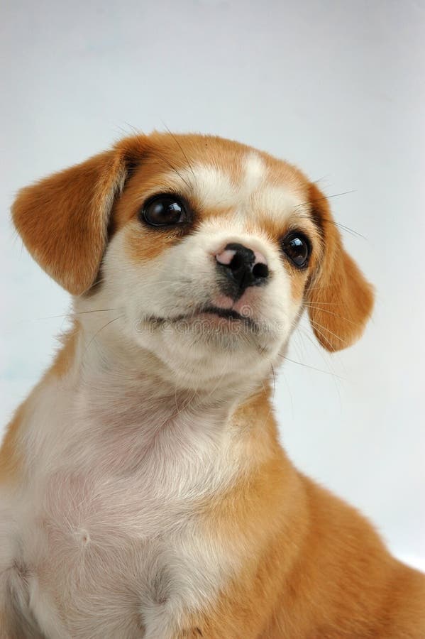Dog with weird smile stock photo. Image of closeup, funny - 18729892