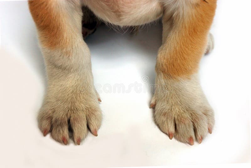 Well-groomed Dog Paws with Manicure Stock Photo - Image of chiwawa ...