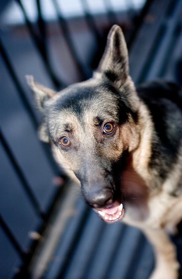 Sad german shepherd dog stock image. Image of unhappy - 12935907