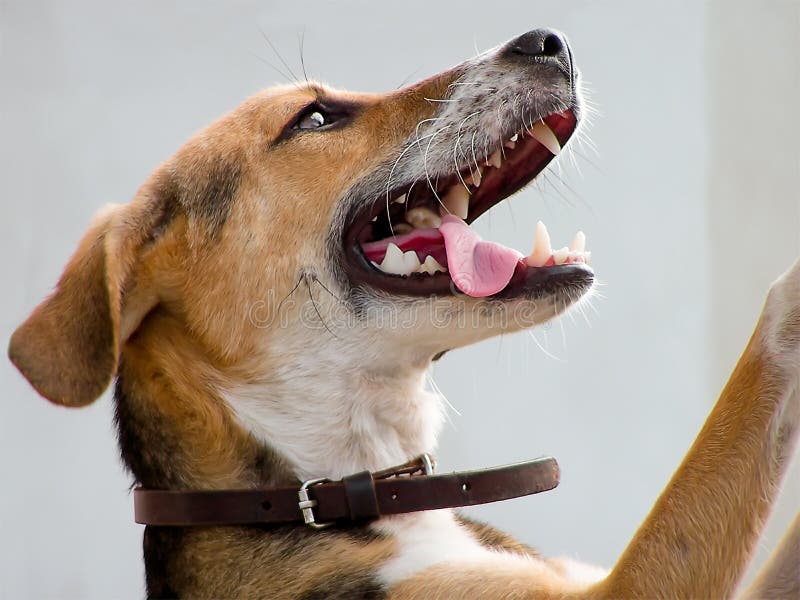 Labrador Dog Fangs and Teeth. the Owner Holds the Dog in the Face and ...