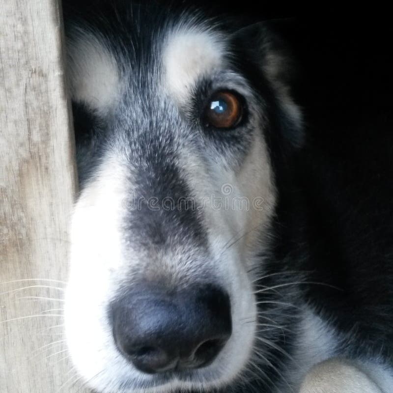 Dog stock photo. Image of cane, dolce, called, talpo - 80316716