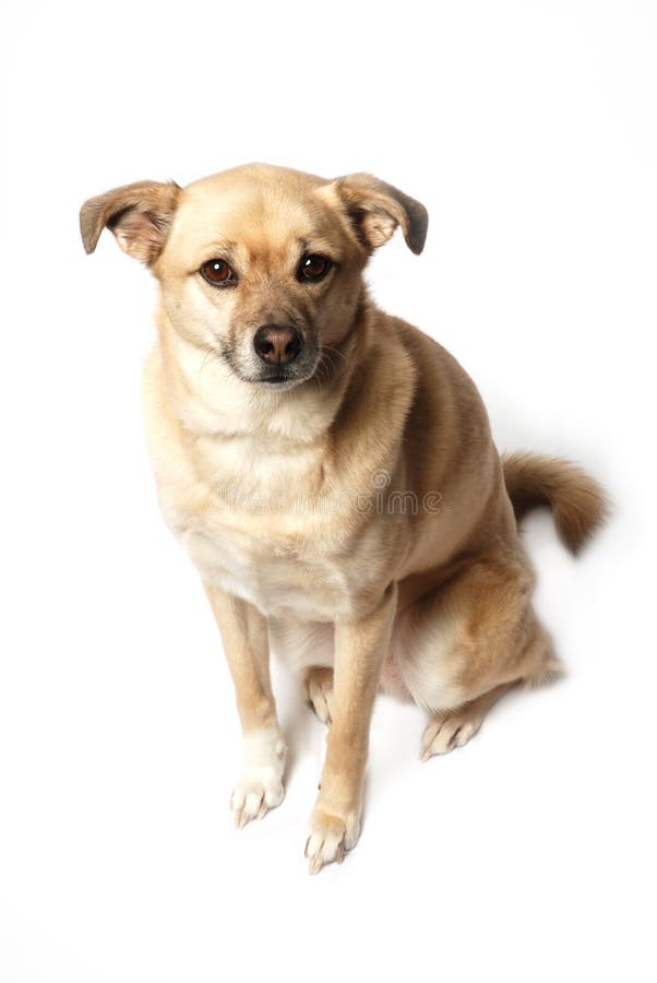 Female Dog stock image. Image of canine, dogs, puppy - 14609871