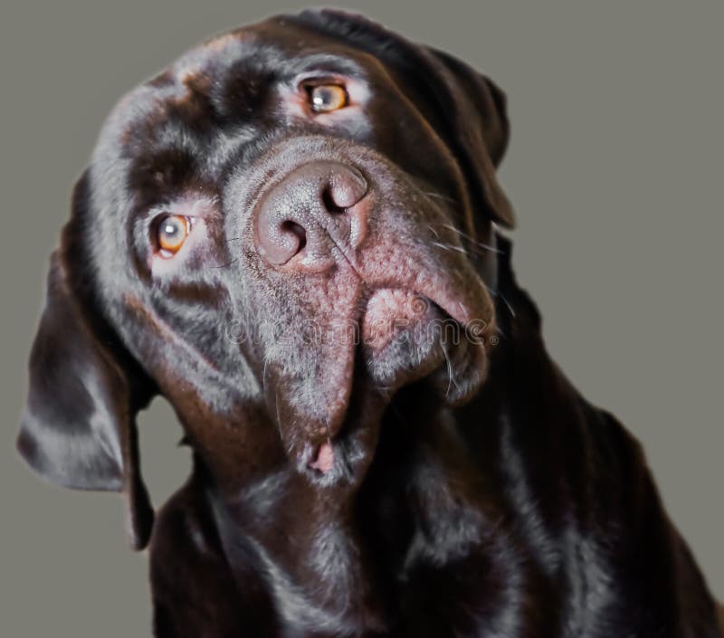 Black dog face stock photo. Image of tongue, ratio, panting - 104010110