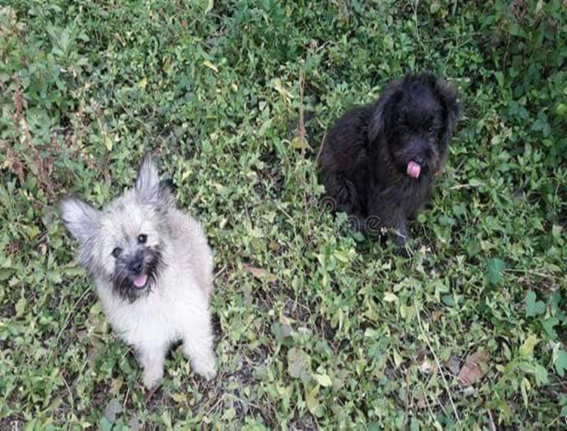 Dog stock image. Image of dogs, keeshond, chizu, pomeranian - 90102097