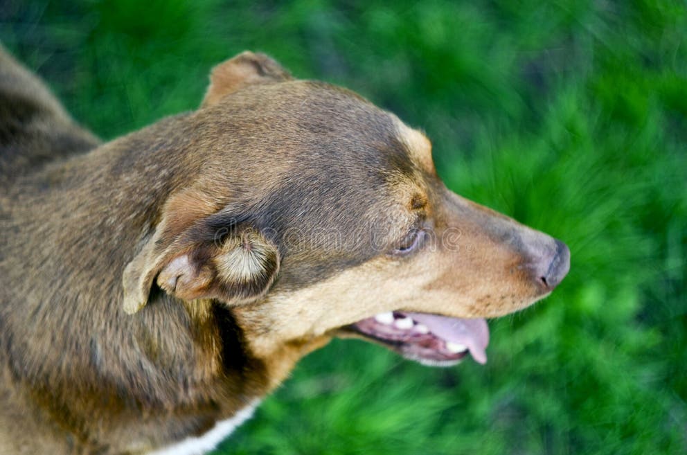 Dog stock photo. Image of pupil, spring, poland, puppy - 90879732