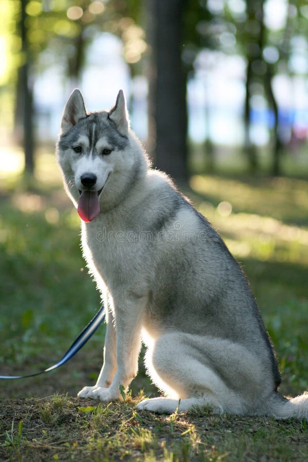 Dog stock image. Image of outdoor, outside, hair, beautiful - 9937869