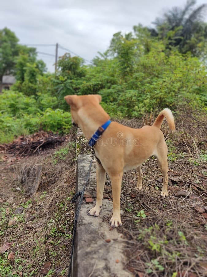 Dog at abandon place stock image. Image of place, abandon - 265101581