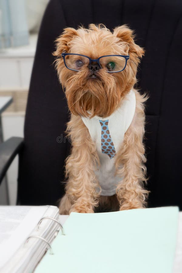 Dog accountant stock photo. Image of business, statements - 26204578