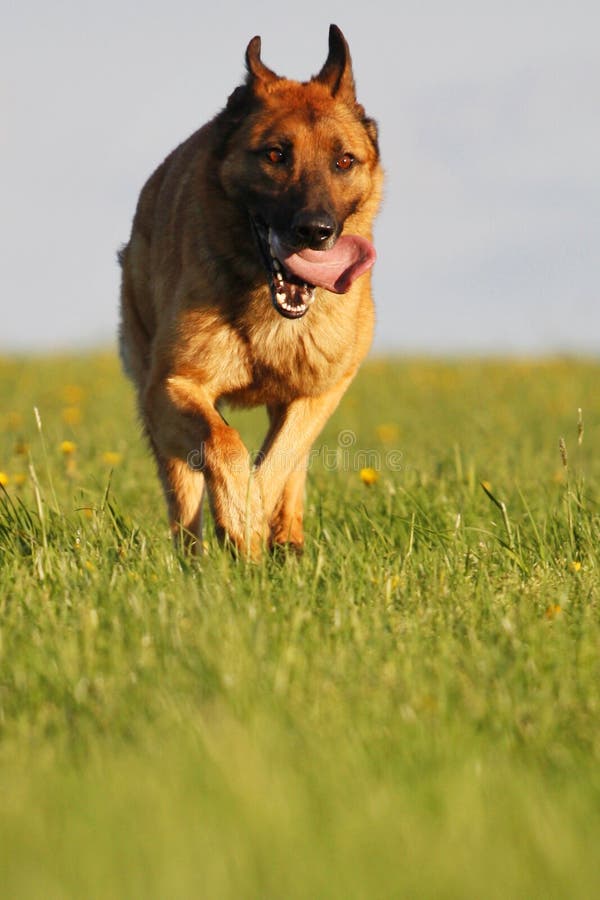 Happy running dog stock image. Image of endurance, adorable - 3299295