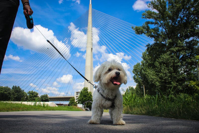 Dog and `Ada` bridge stock image. Image of funnydog - 125865221