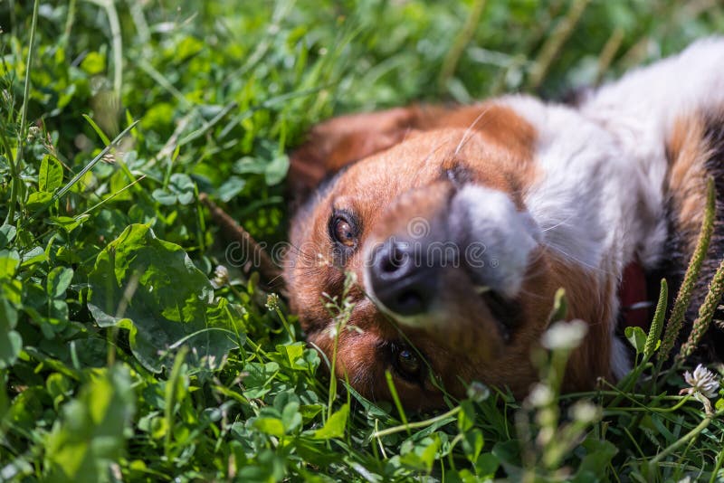 Dog - Adorable Animal. Concept of Connection with Nature Stock Photo ...