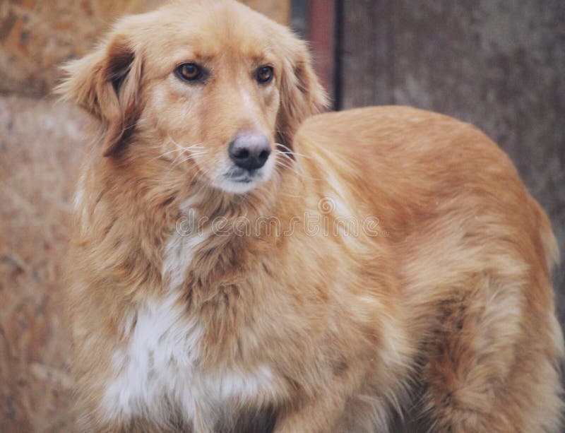 Dog stock photo. Image of collar, looking, street, black - 163588048