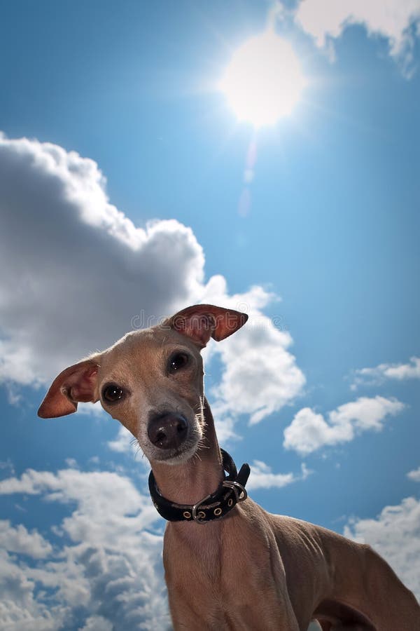 Dog Heaven stock photo. Image of beautiful, nature, mammal - 15850346