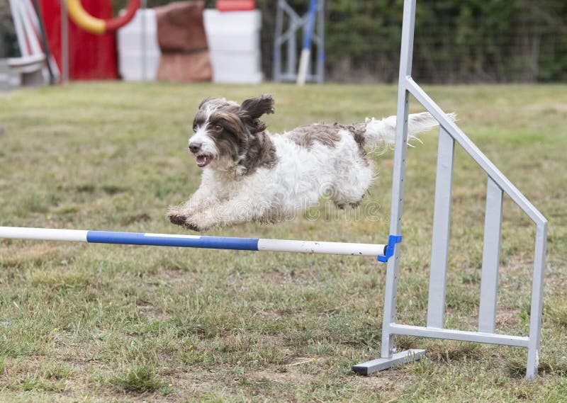 Dog and agility stock photo. Image of running, training - 339452352
