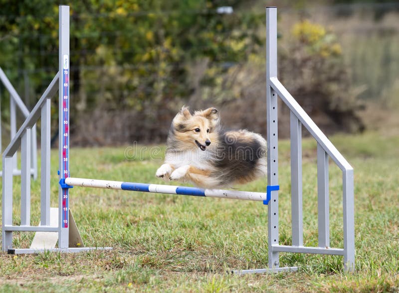 Dog and agility stock photo. Image of running, competition - 338627284