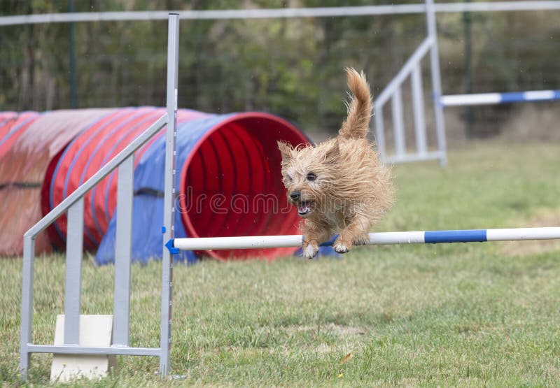 Dog and agility stock image. Image of playing, obedience - 340636323
