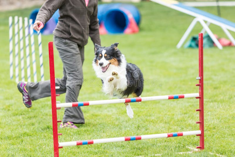 Dog in an Agility Competition Stock Photo - Image of ramp, fitness ...