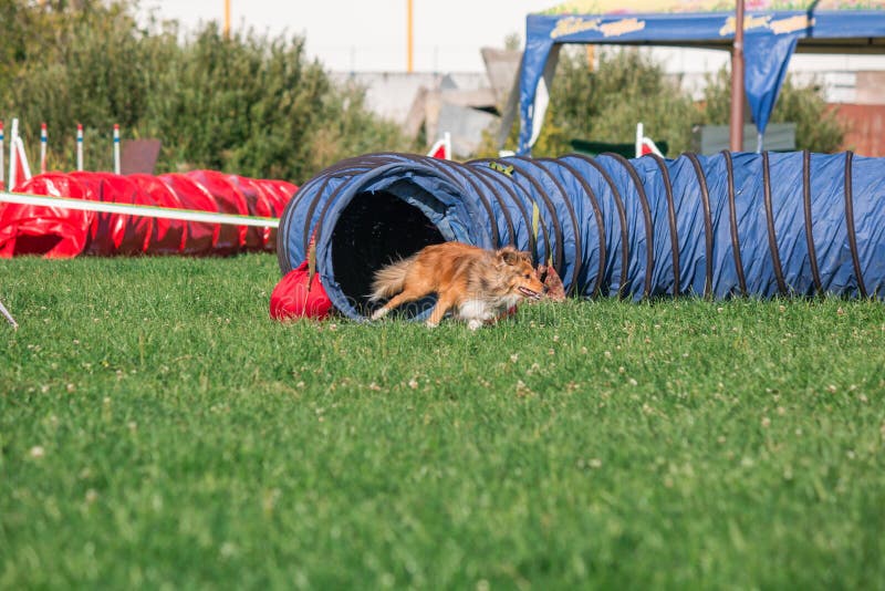 Dog in Agility Competition Set Up in Green Grassy Park Stock Image ...