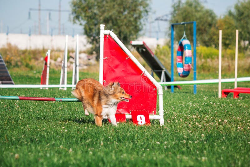 Dog in Agility Competition Set Up in Green Grassy Park Stock Photo ...