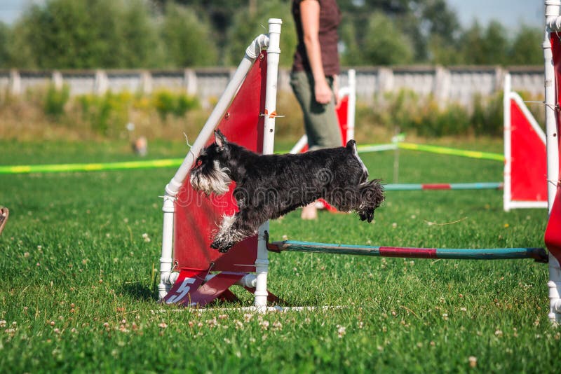 Dog in Agility Competition Set Up in Green Grassy Park Stock Photo ...