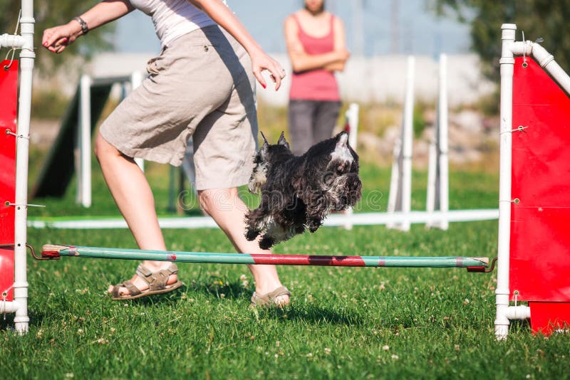 Dog in Agility Competition Set Up in Green Grassy Park Stock Image ...