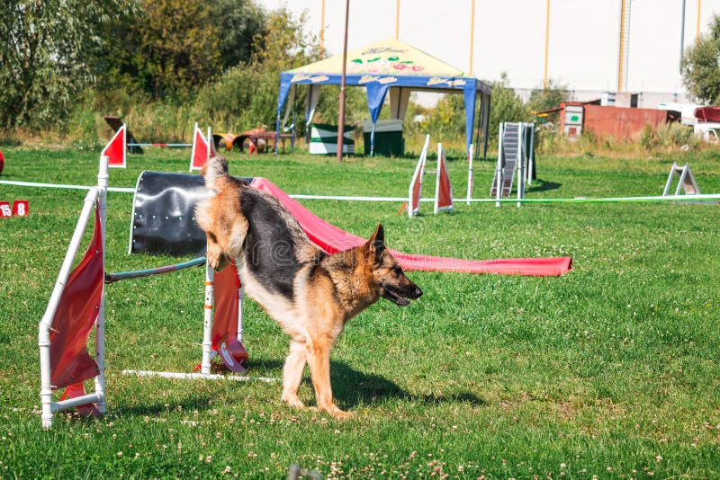 Dog in Agility Competition Set Up in Green Grassy Park Stock Photo ...
