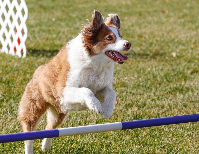 Jump agility stock photo. Image of animal, canine, friends - 32637224