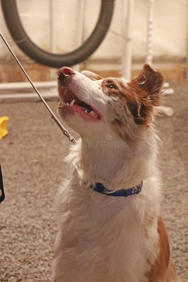 Dog Agility FOCUS on Trainer Stock Image - Image of agility, collie ...