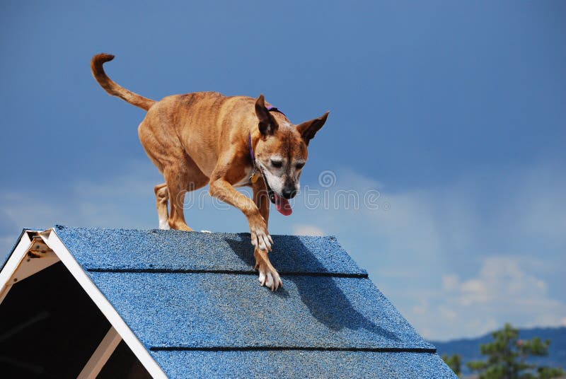 Dog Agility a-frame stock image. Image of summer, agility - 56034747