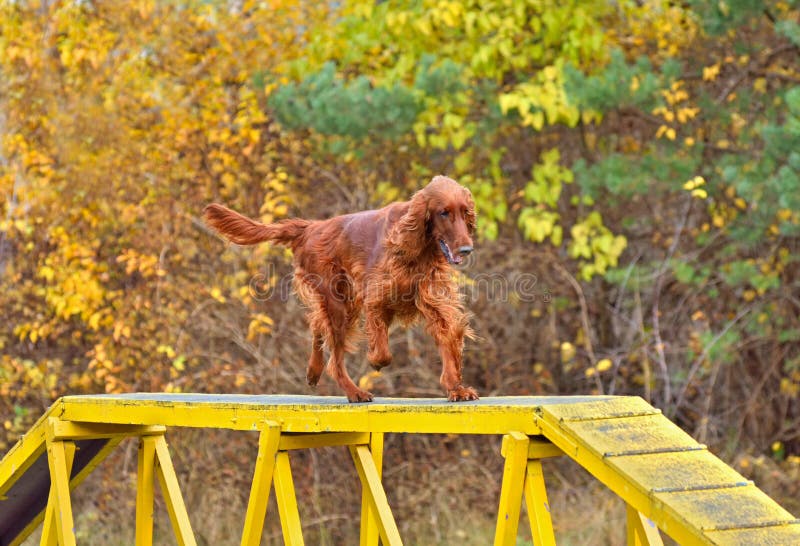 Dog on agility walk way stock photo. Image of sport - 215767498