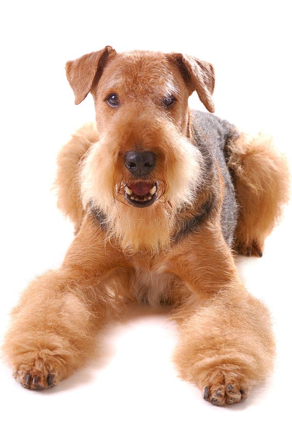 Dog Airedale stock image. Image of airdale, animal, kennel - 16194333