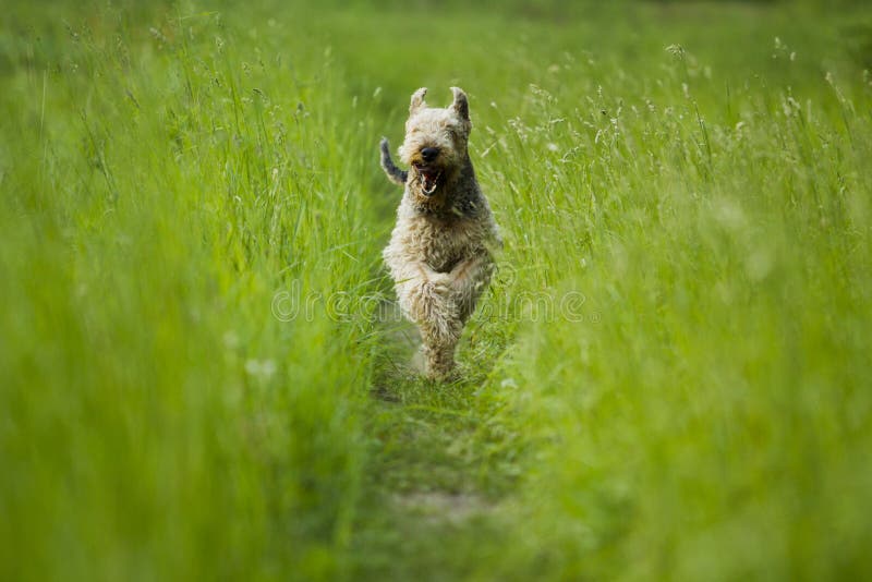 Dog. Airedale. stock image. Image of member, curly, gold - 55825467