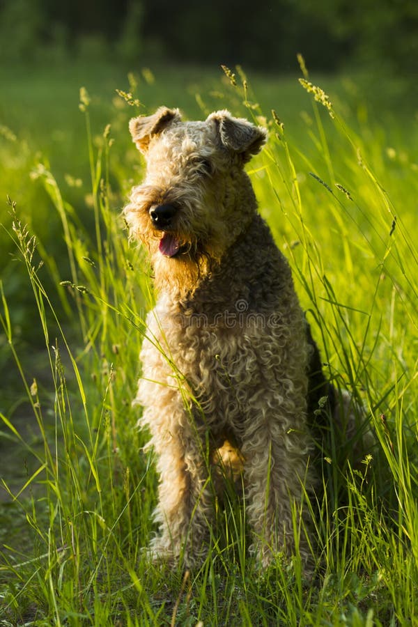 Dog. Airedale. stock image. Image of member, curly, gold - 55825467