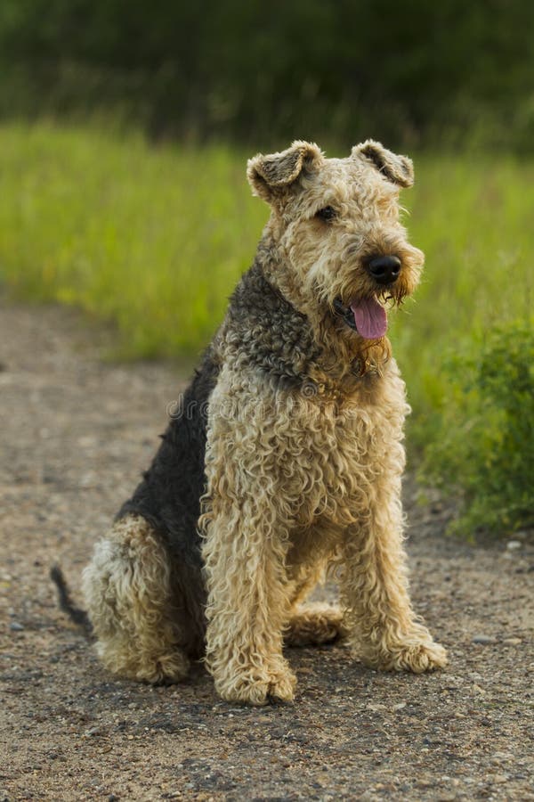 Dog. Airedale. stock photo. Image of grass, lying, airedale - 55825856