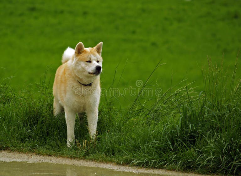Dog Akita Inu Japanese Breed Poses Filed Stock Photos - Free & Royalty ...