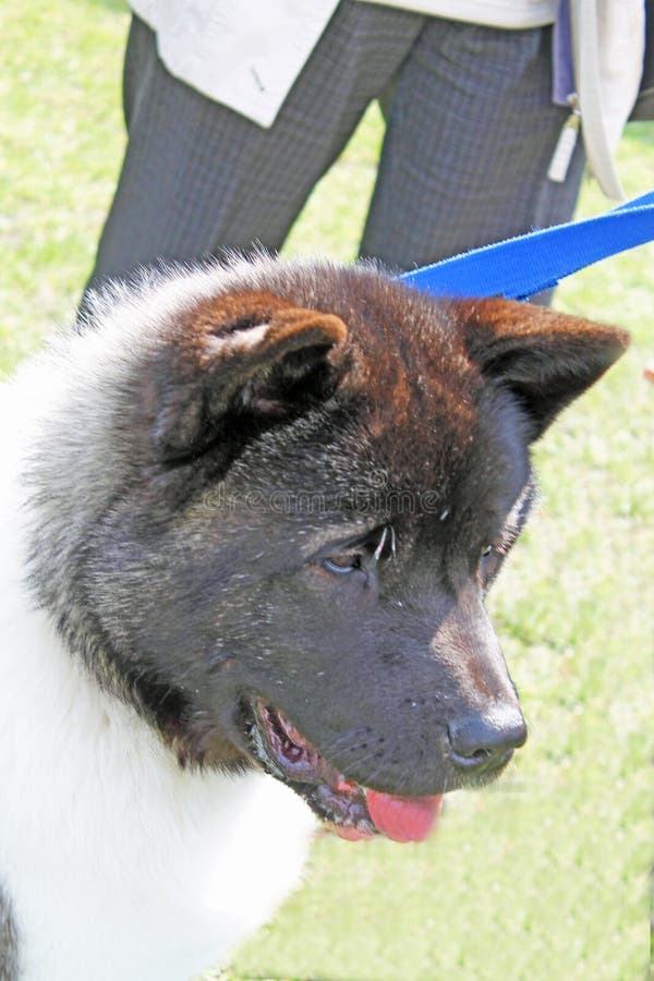 Dog Akita stock photo. Image of animal, lawn, face, bust - 62794468