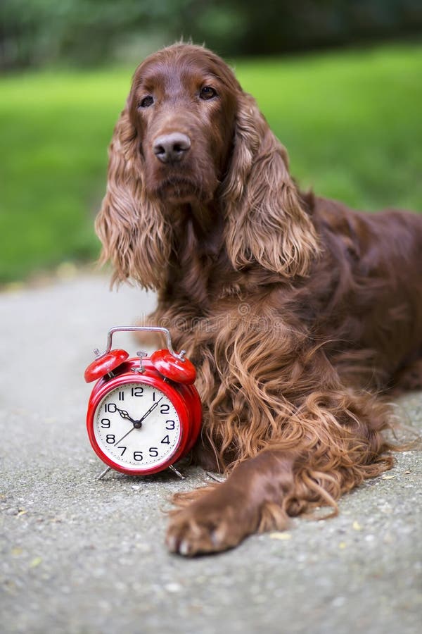 Dog and alarm clock stock image. Image of obedient, lazy - 92264427
